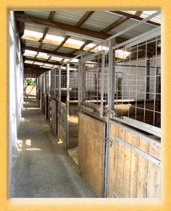 [ Spiegler-Ranch --- Aus Freude am Westernreiten ]